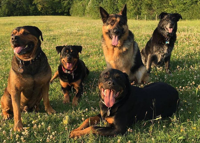 Services – Dogs on the run